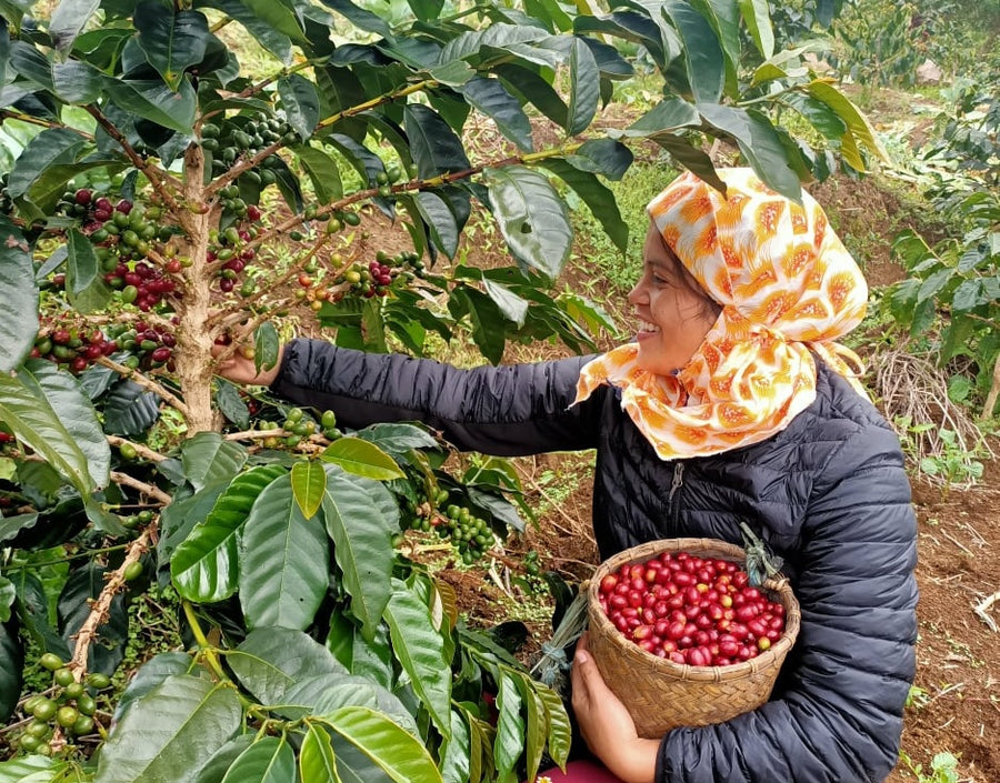 Coffee Roaster | Explore Coffee | Yellow Turtle Coffee